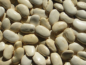 Feijoca // Produtos // Olivicente